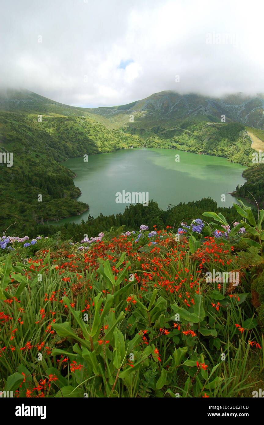 Flora der azoren -Fotos und -Bildmaterial in hoher Auflösung – Alamy