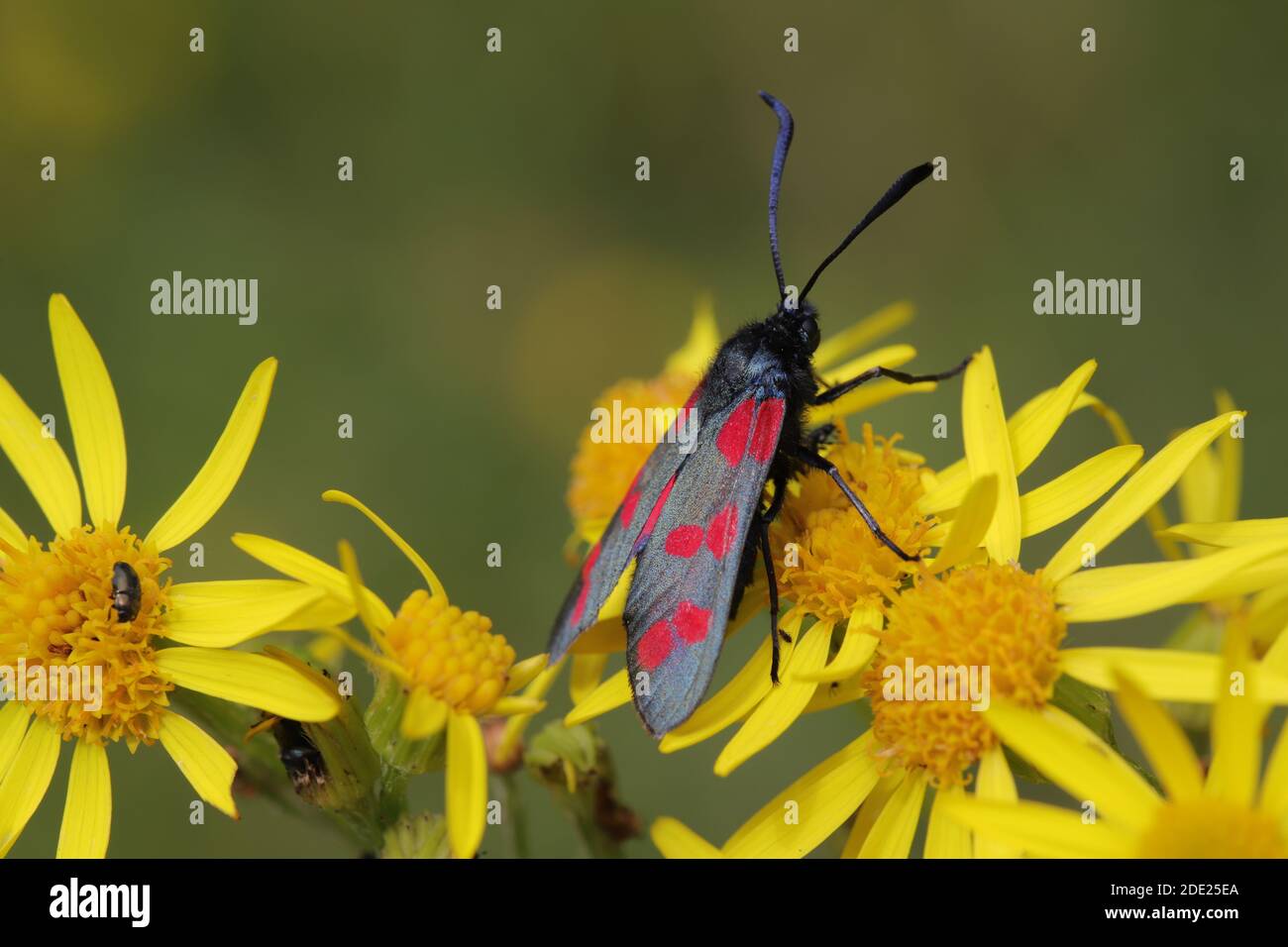 Fliegende motten -Fotos und -Bildmaterial in hoher Auflösung – Alamy