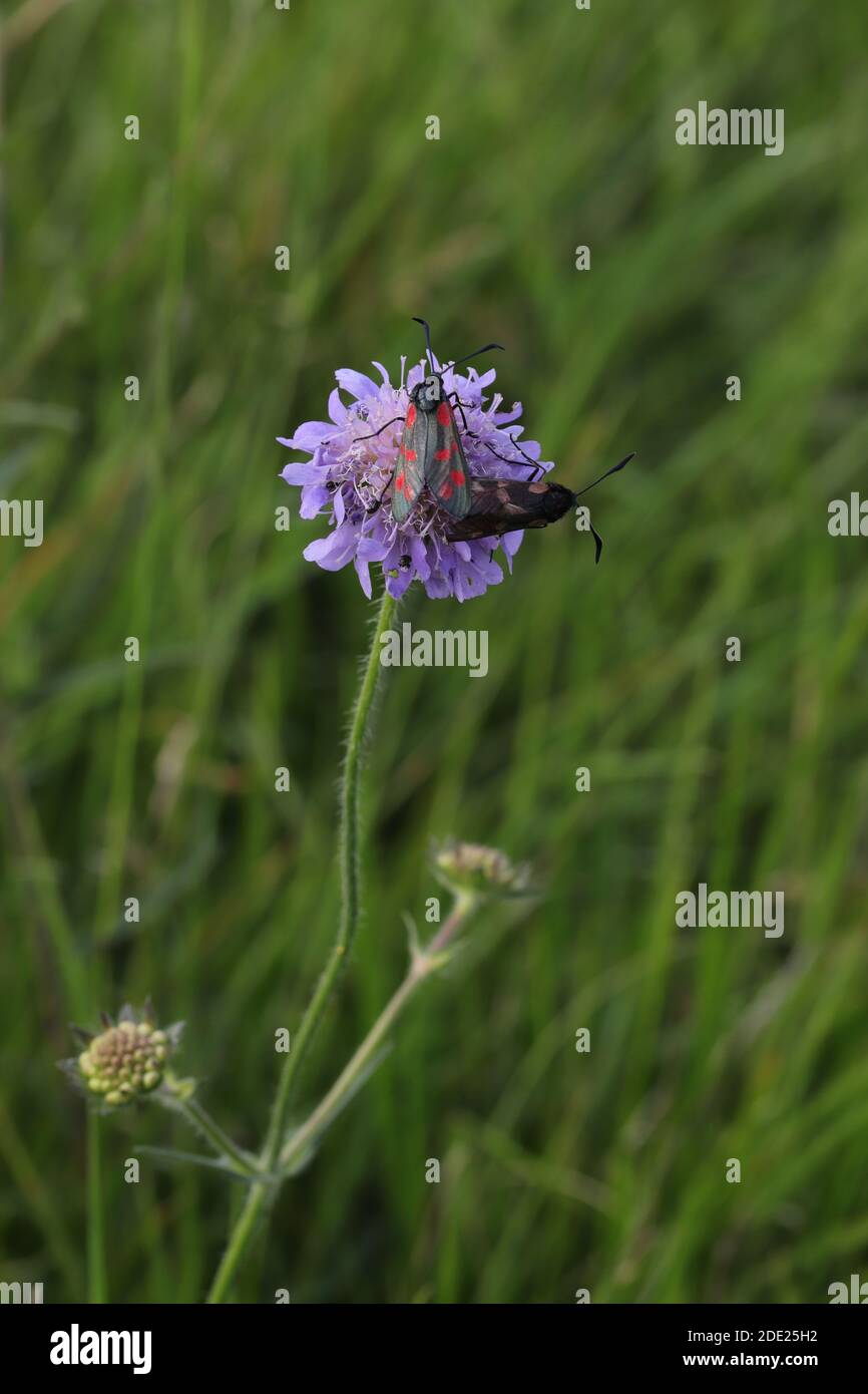Fliegende motten -Fotos und -Bildmaterial in hoher Auflösung – Alamy