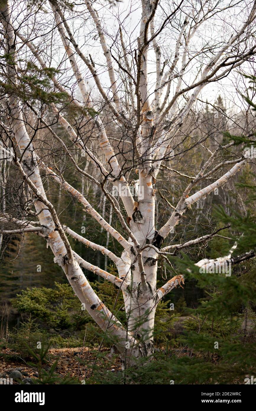 Birkenbaum computer bildschirmschoner foto -Fotos und -Bildmaterial in ...