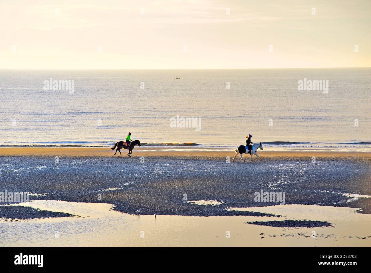 Zwei galoppieren -Fotos und -Bildmaterial in hoher Auflösung – Alamy