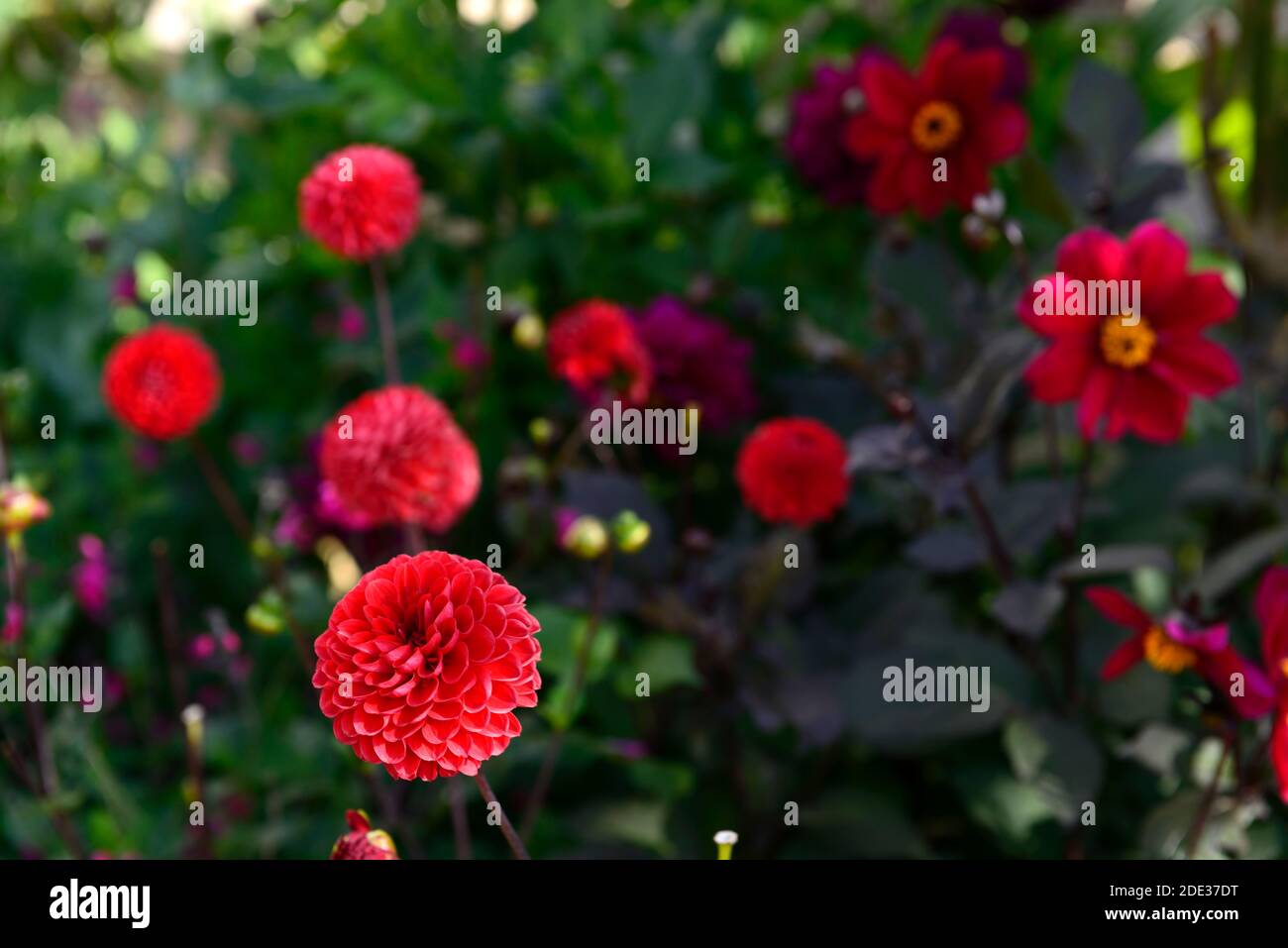 Dahlien rotfuchs -Fotos und -Bildmaterial in hoher Auflösung – Alamy