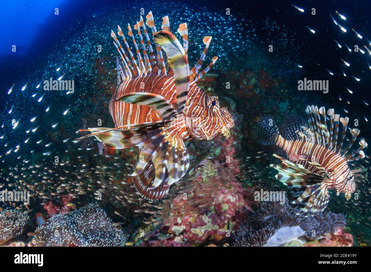 Fisch Raubtier Stockfotos und -bilder Kaufen - Alamy