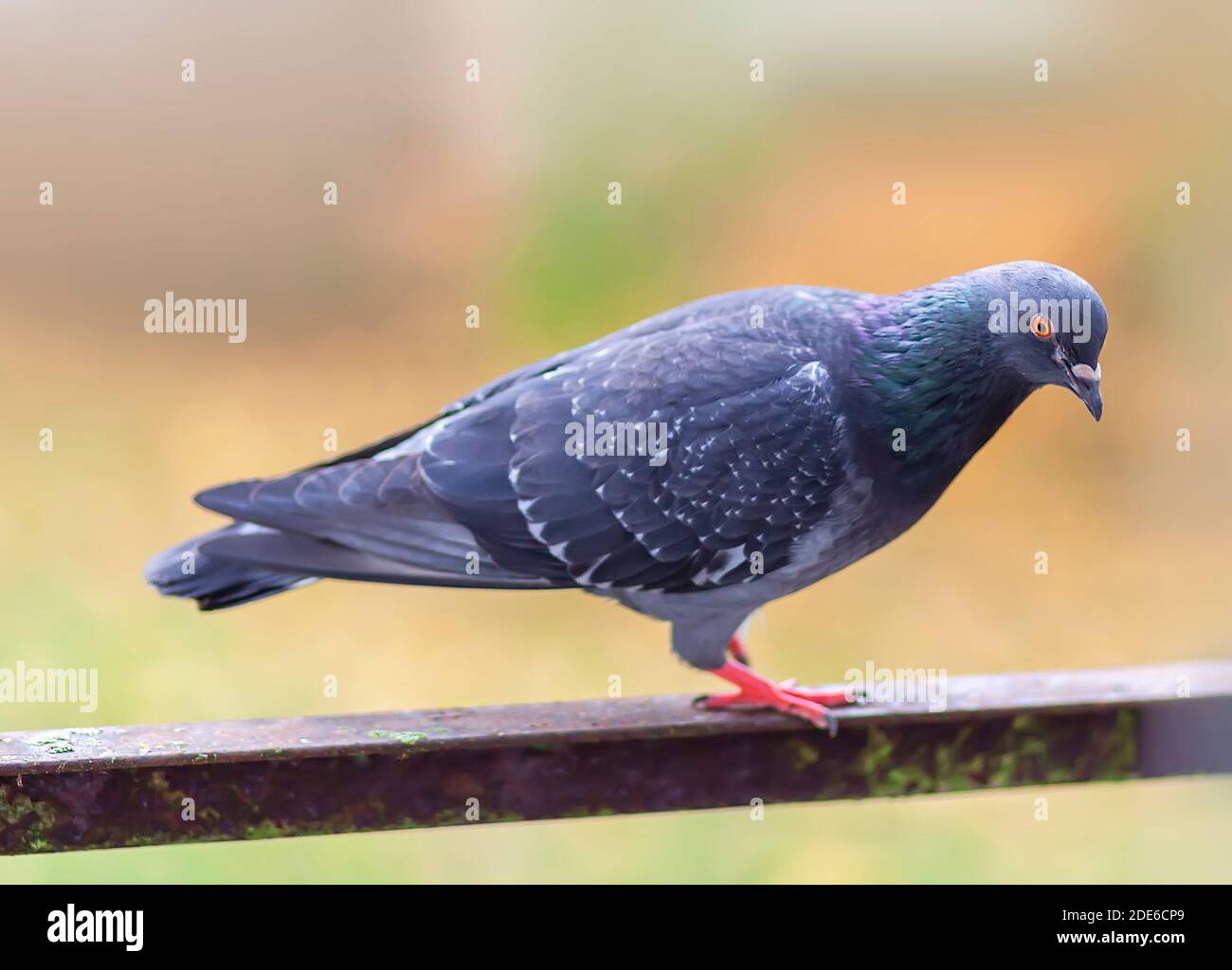 Lustige taube -Fotos und -Bildmaterial in hoher Auflösung – Alamy