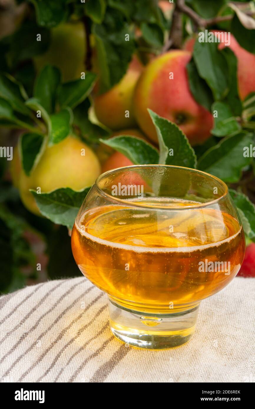 Glas Brut Apfelwein aus der Normandie im Garten serviert In Frankreich ...