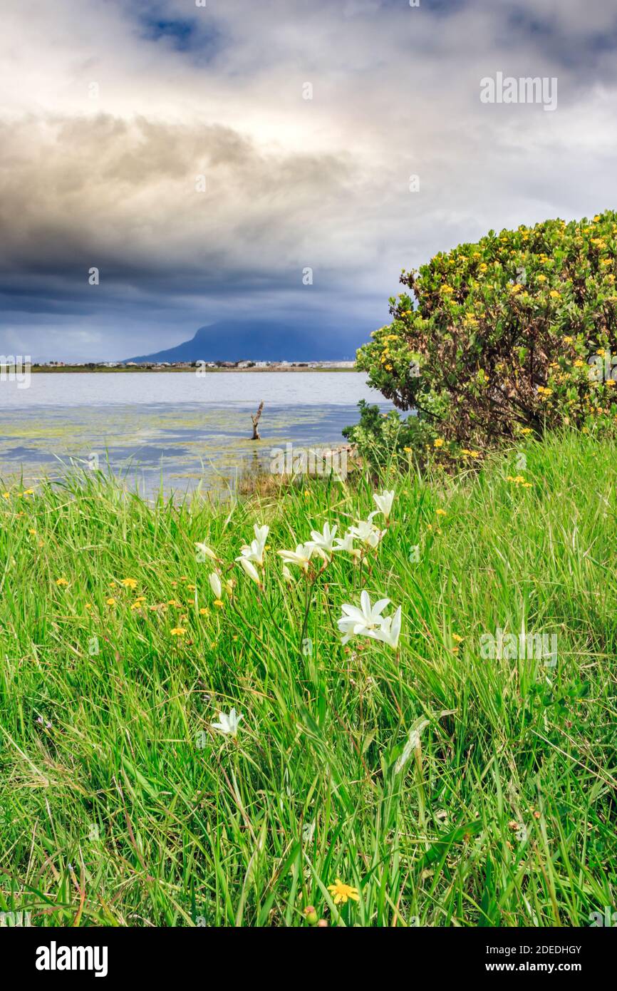 Gelbe Wilde Blumen Stockfotos und -bilder Kaufen - Alamy