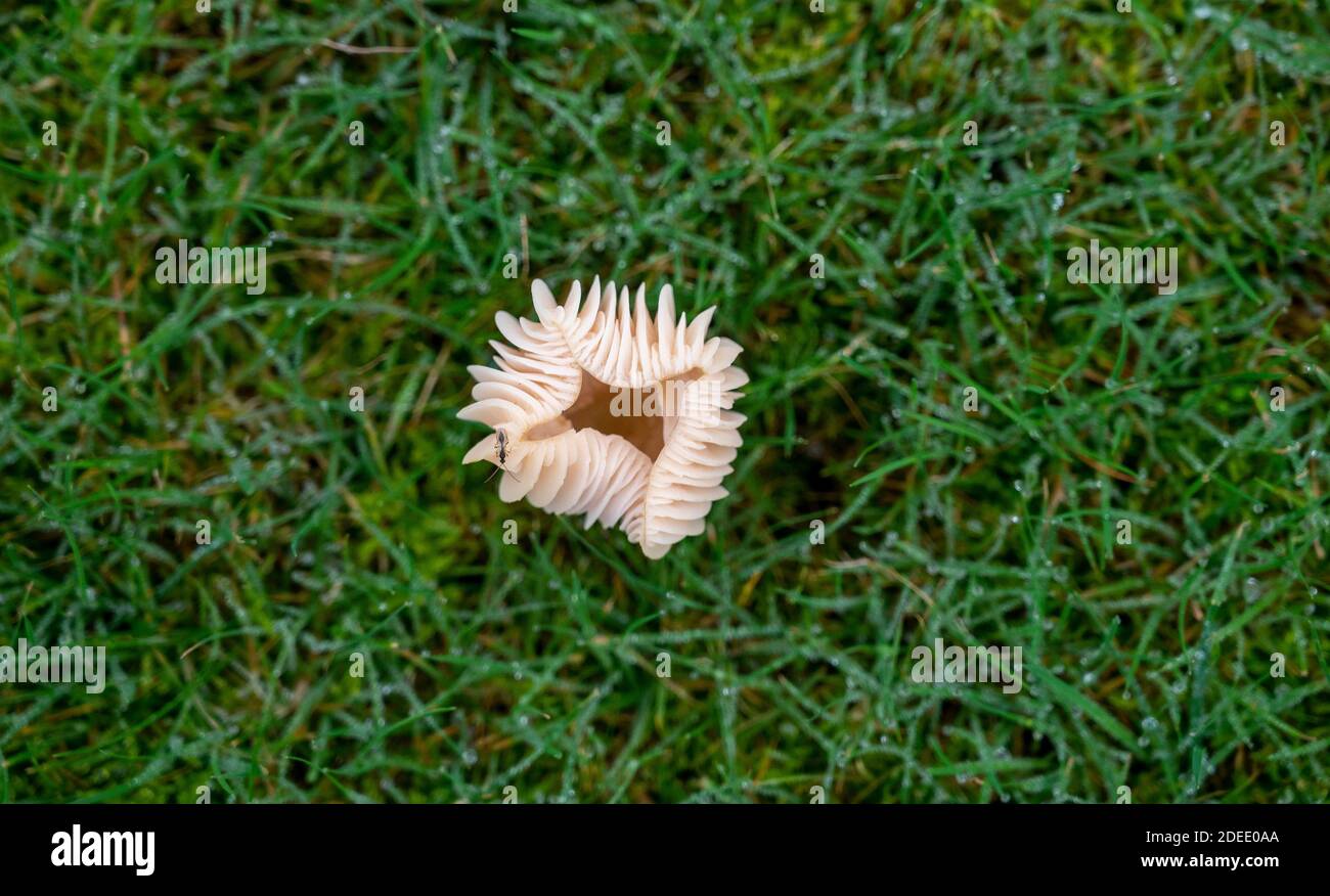 Pilze im rasen -Fotos und -Bildmaterial in hoher Auflösung – Alamy