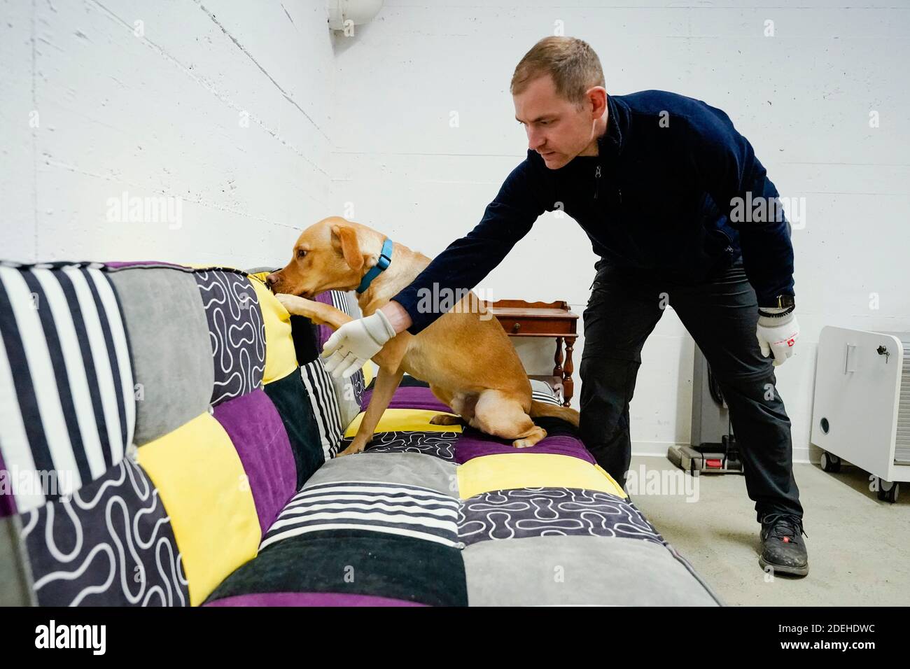Ludwigshafen, Deutschland. November 2020. Bettwanzen-Verfolgungshund ...