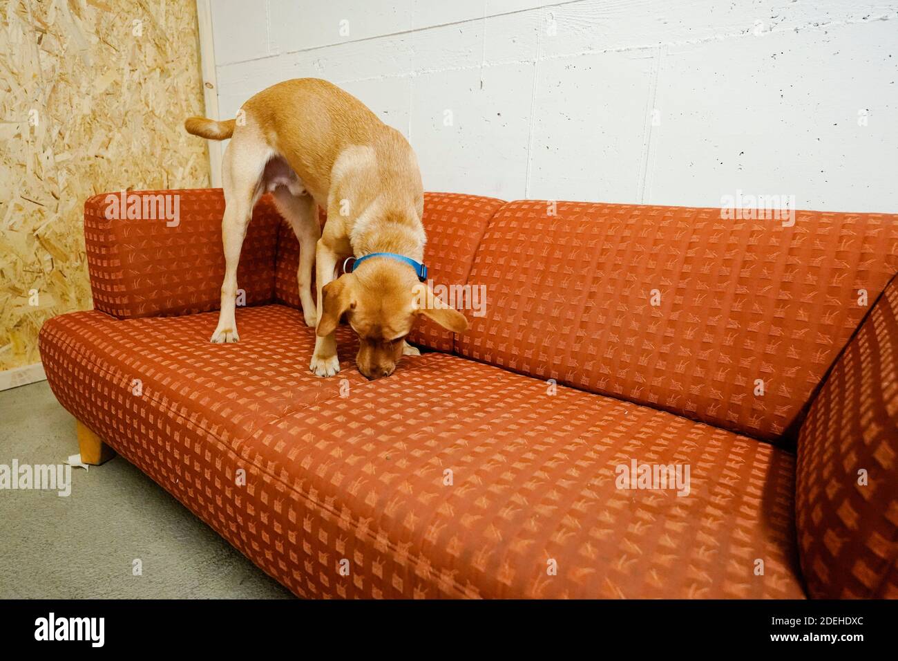 Ludwigshafen, Deutschland. November 2020. Der Bettwanzen-Tracking-Hund ...