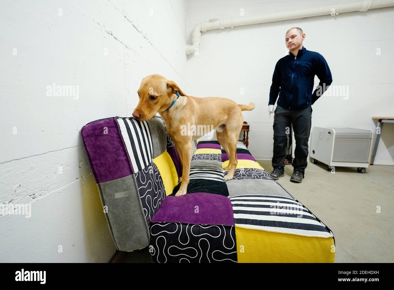 Ludwigshafen, Deutschland. November 2020. Bettwanzen-Verfolgungshund ...