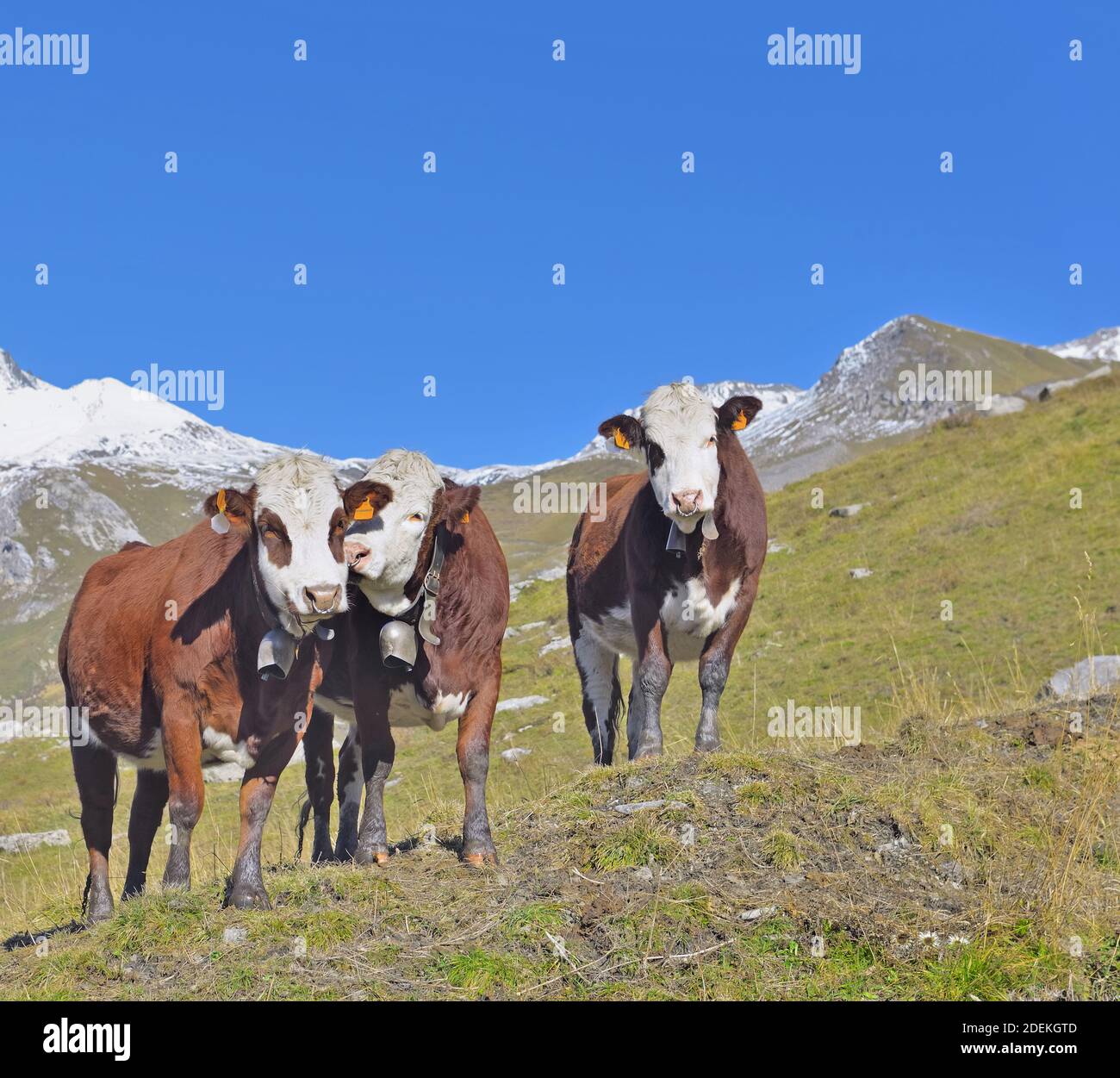 Alpen kühe in braun weiß -Fotos und -Bildmaterial in hoher Auflösung ...