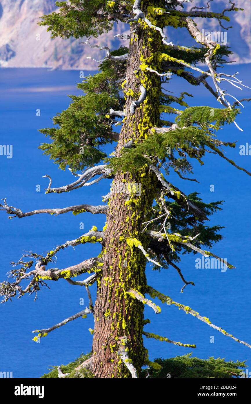 Mountain hemlock (Tsuga mertensiana), Crater Lake National Park ...