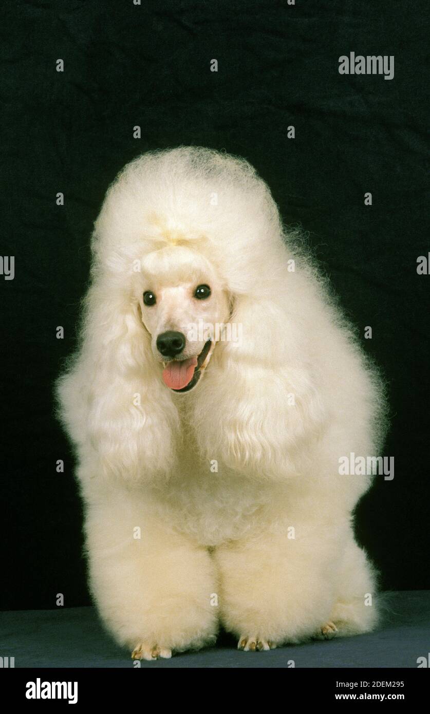 Black giant poodle -Fotos und -Bildmaterial in hoher Auflösung – Alamy