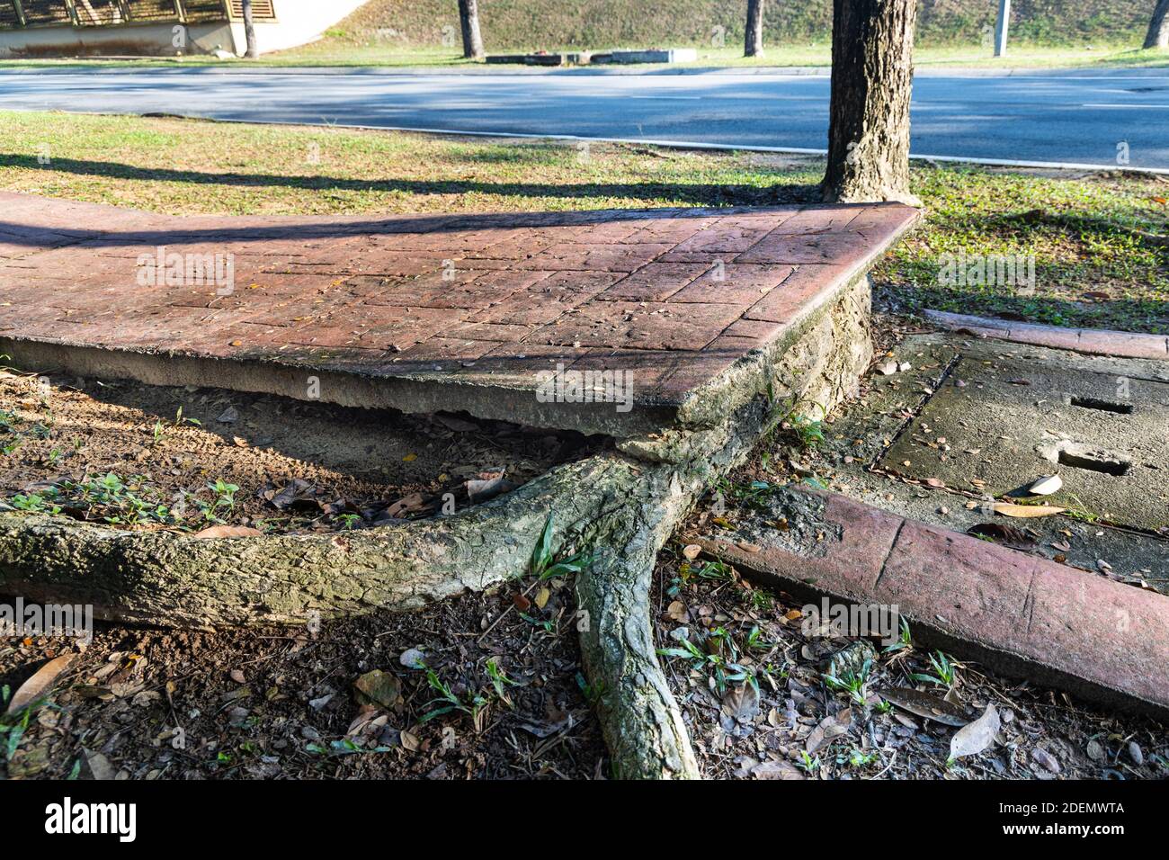 Große überwuchert Wurzel vom Baum zerstören Bürgersteig Stockfotografie ...