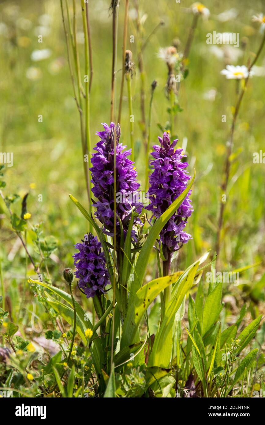 Wilde orchideenpflanze -Fotos und -Bildmaterial in hoher Auflösung – Alamy