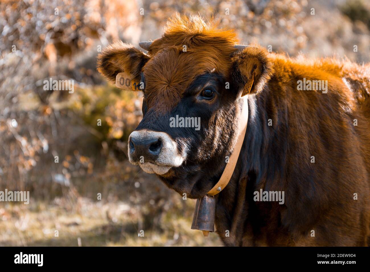 Kuh mit kuhglocke -Fotos und -Bildmaterial in hoher Auflösung – Alamy