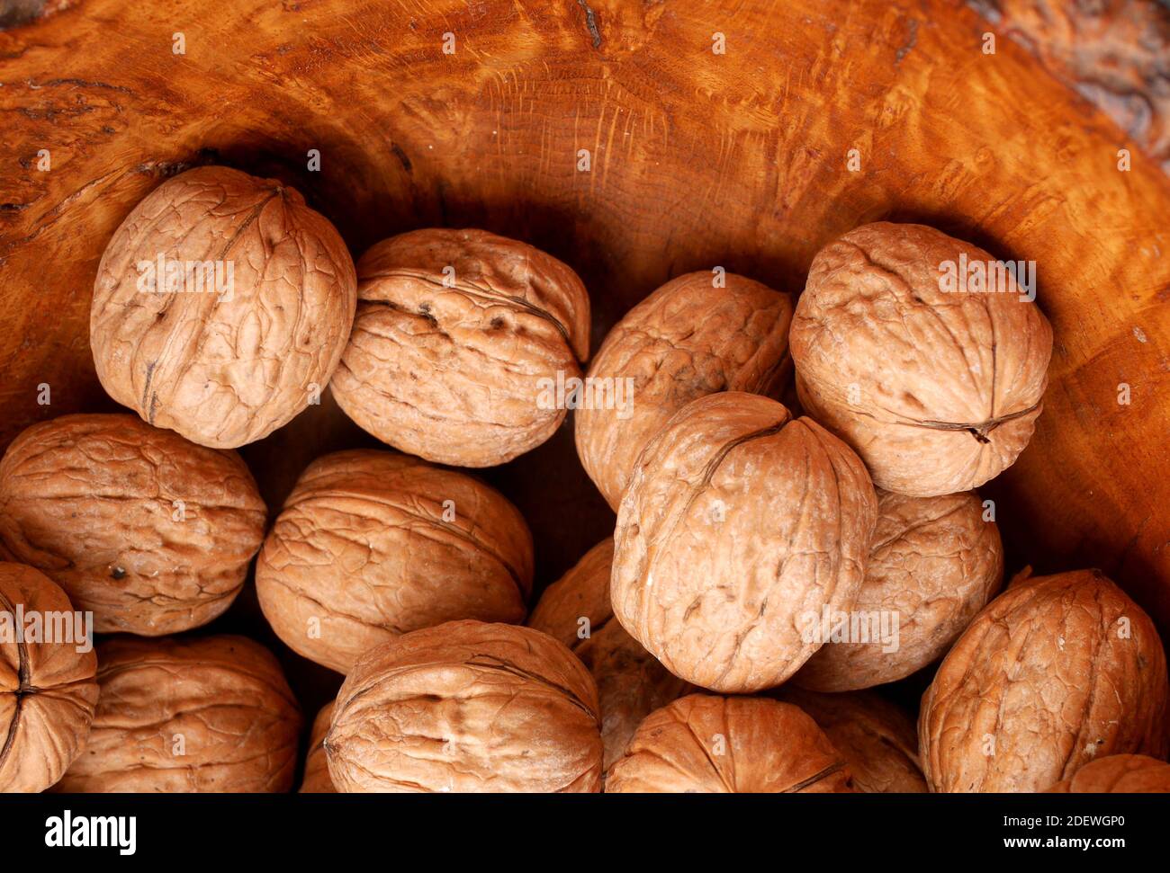 Eiche nuss -Fotos und -Bildmaterial in hoher Auflösung – Alamy