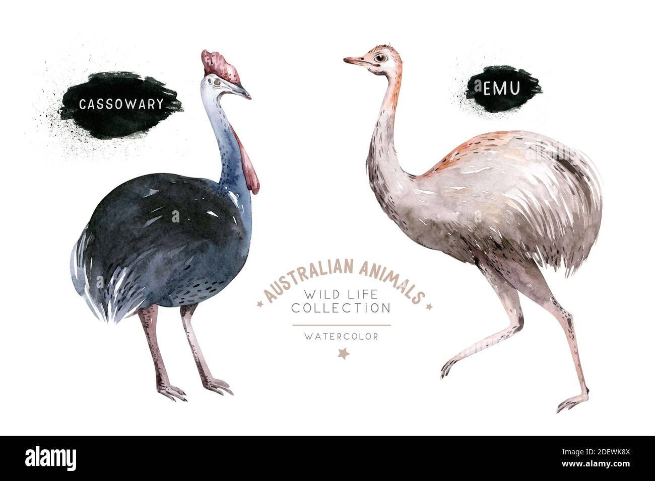 Das Strauß Emu Aquarell. Bird of Australia. Isolierte Abbildung auf ...