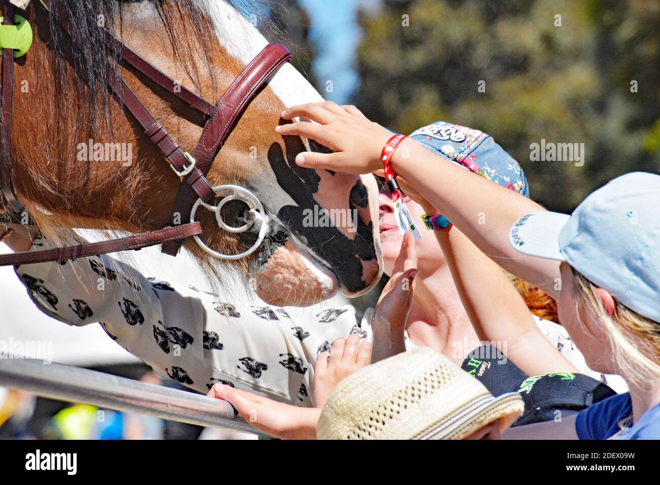 Liebendes pferd -Fotos und -Bildmaterial in hoher Auflösung – Alamy