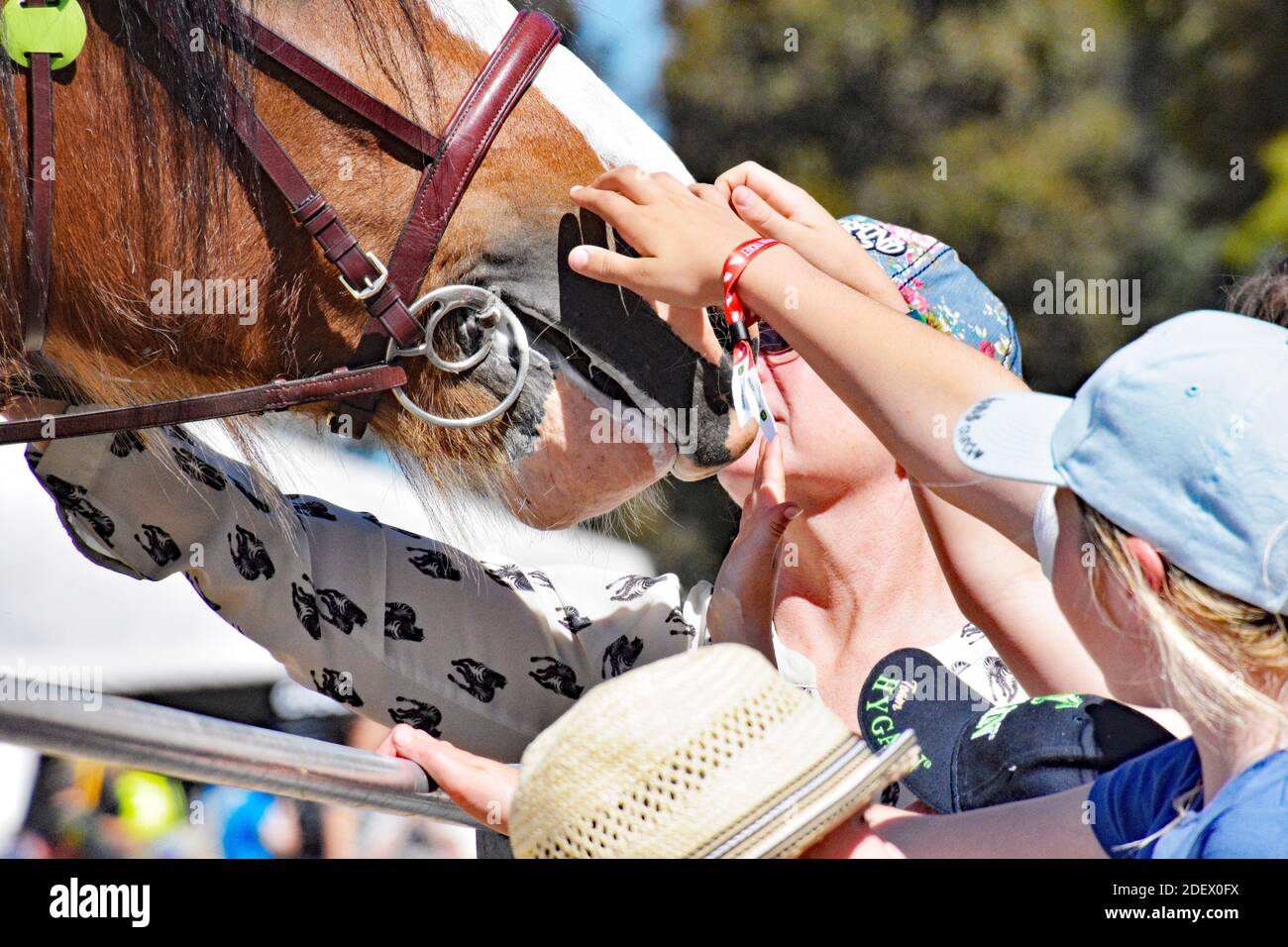 Liebendes pferd -Fotos und -Bildmaterial in hoher Auflösung – Alamy