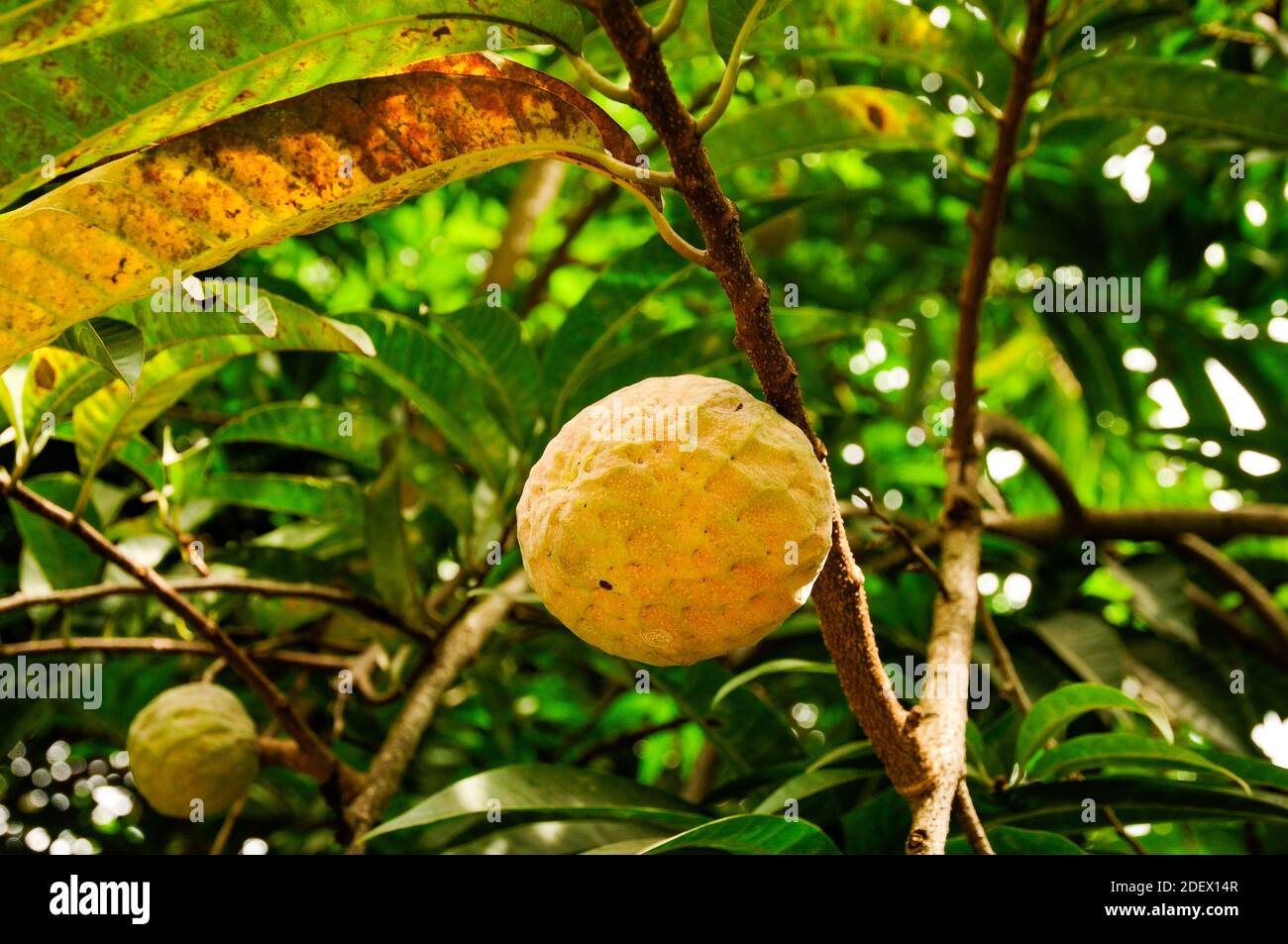 Annona reticulata -Fotos und -Bildmaterial in hoher Auflösung – Alamy
