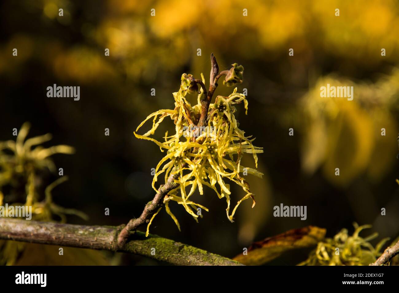 Hamamelis shrub autumn -Fotos und -Bildmaterial in hoher Auflösung – Alamy