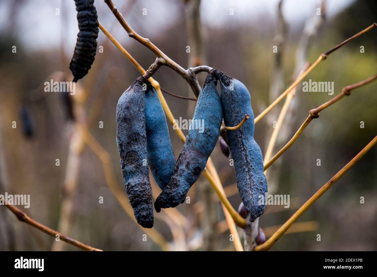 Baum decaisnea fargesii -Fotos und -Bildmaterial in hoher Auflösung – Alamy