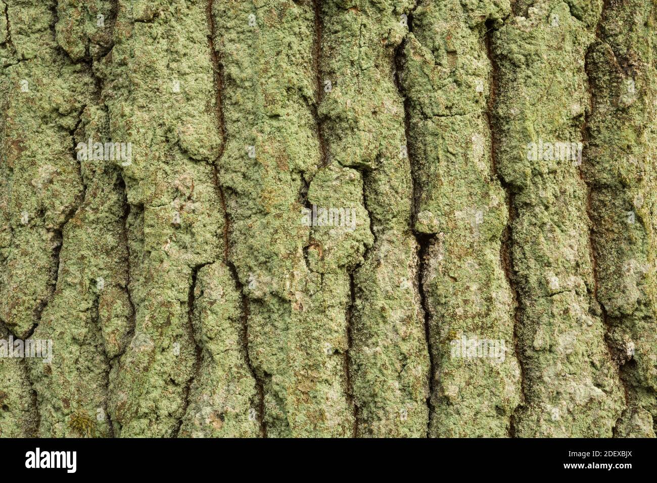 Struktur der baumrinde -Fotos und -Bildmaterial in hoher Auflösung – Alamy