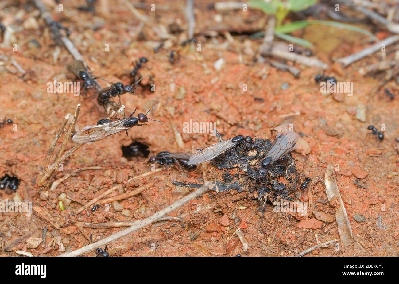 Schwarm fliegender insekten -Fotos und -Bildmaterial in hoher Auflösung ...
