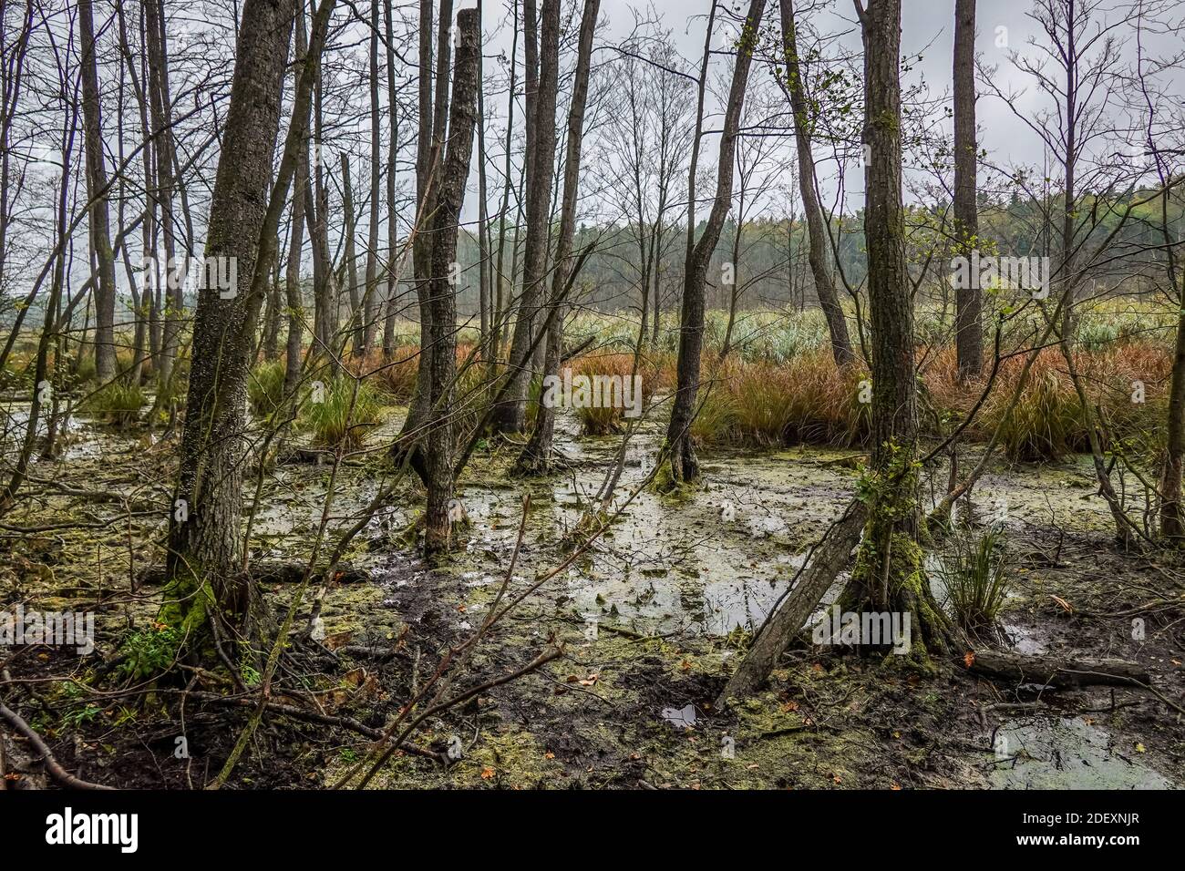 Spandauer forst -Fotos und -Bildmaterial in hoher Auflösung – Alamy