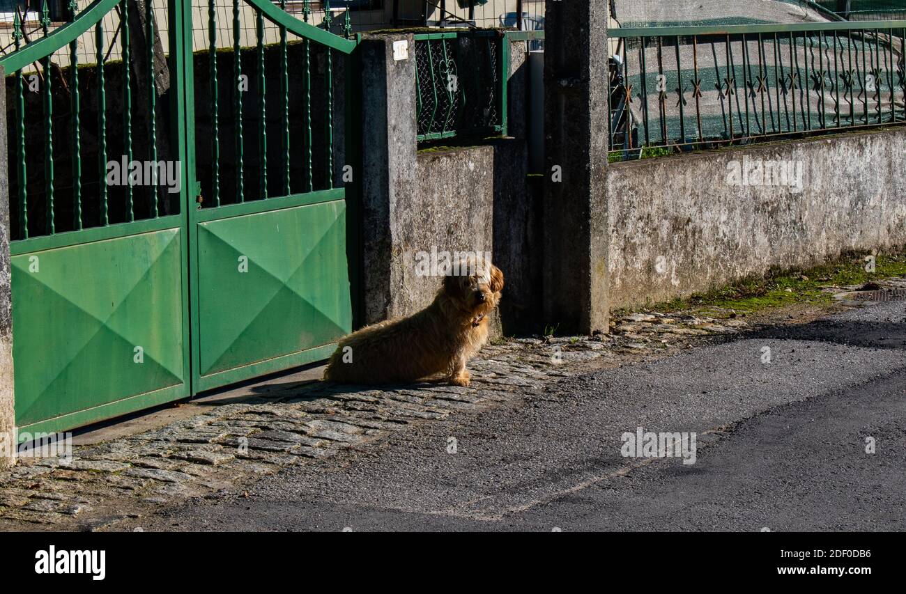 Lockiges haar tier -Fotos und -Bildmaterial in hoher Auflösung – Alamy