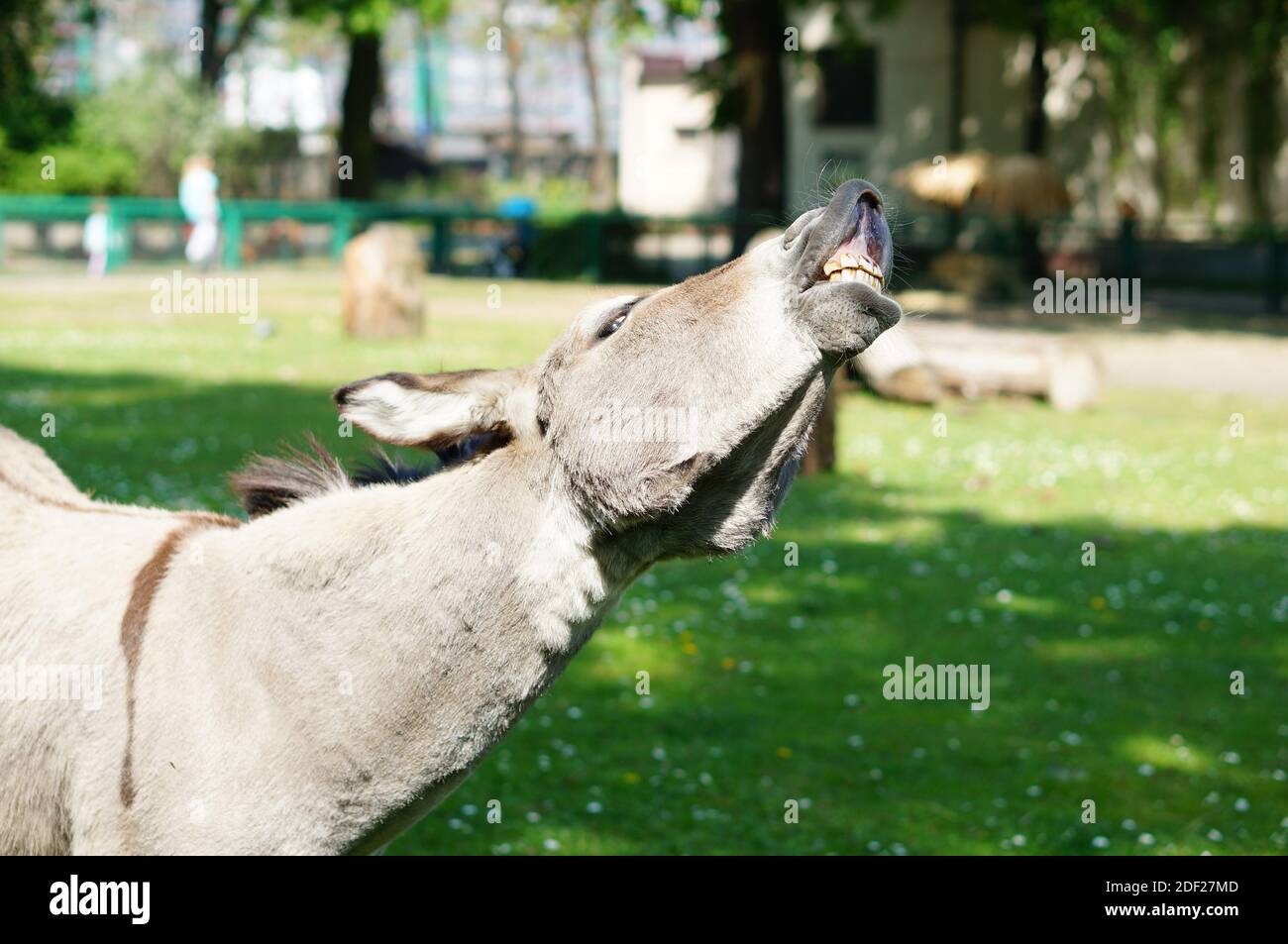 Esel mit offenem mund -Fotos und -Bildmaterial in hoher Auflösung – Alamy
