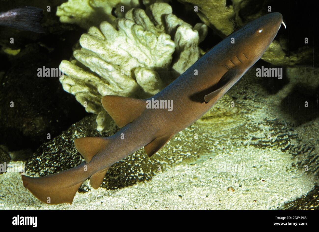 Nurse shark ginglymostoma cirratum adult -Fotos und -Bildmaterial in ...