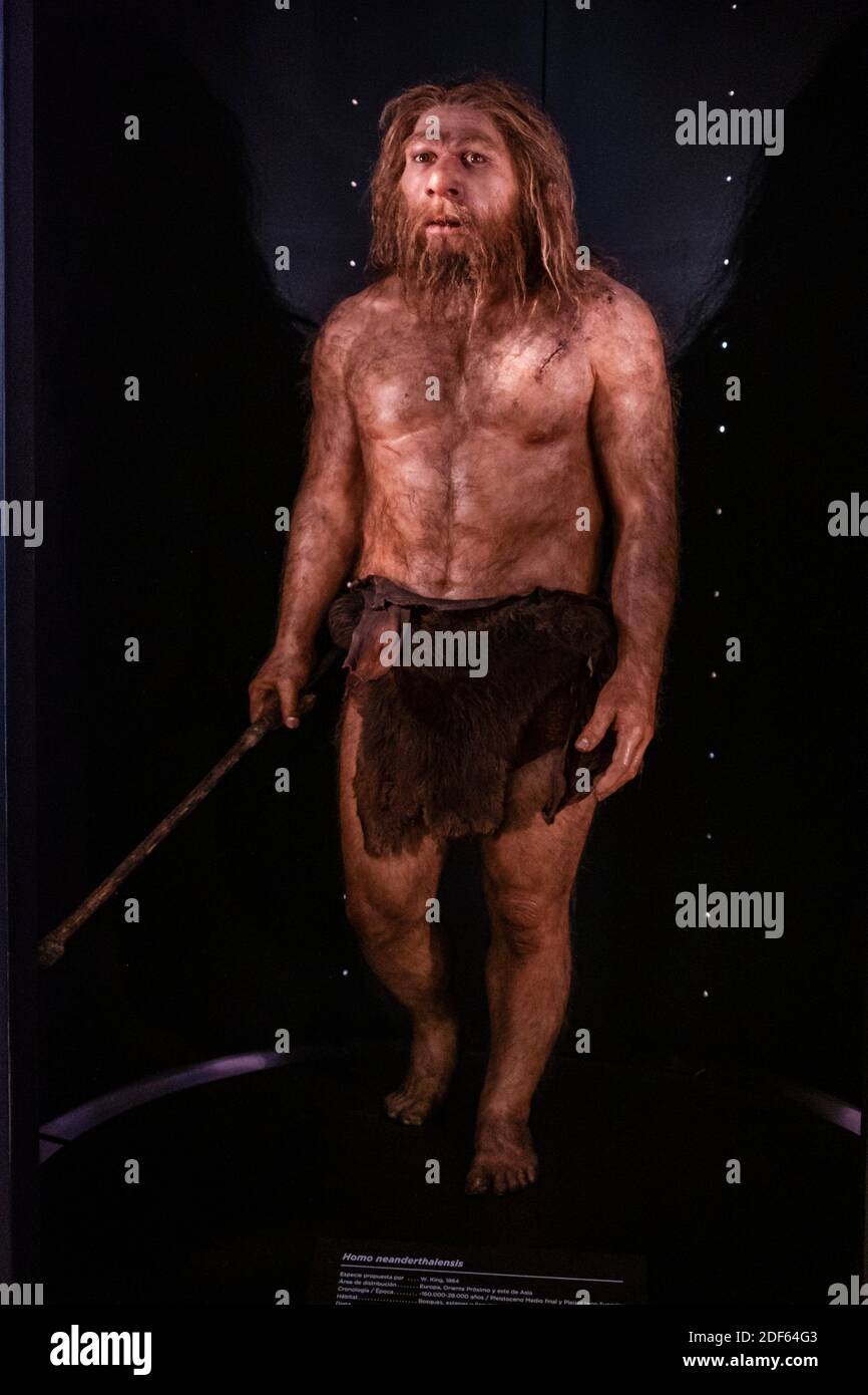 Homo sapiens neanderthalensis -Fotos und -Bildmaterial in hoher ...