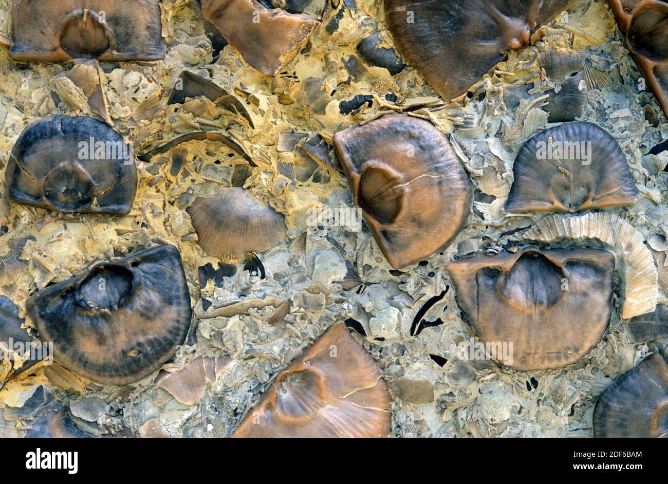 Ordovician period -Fotos und -Bildmaterial in hoher Auflösung – Alamy