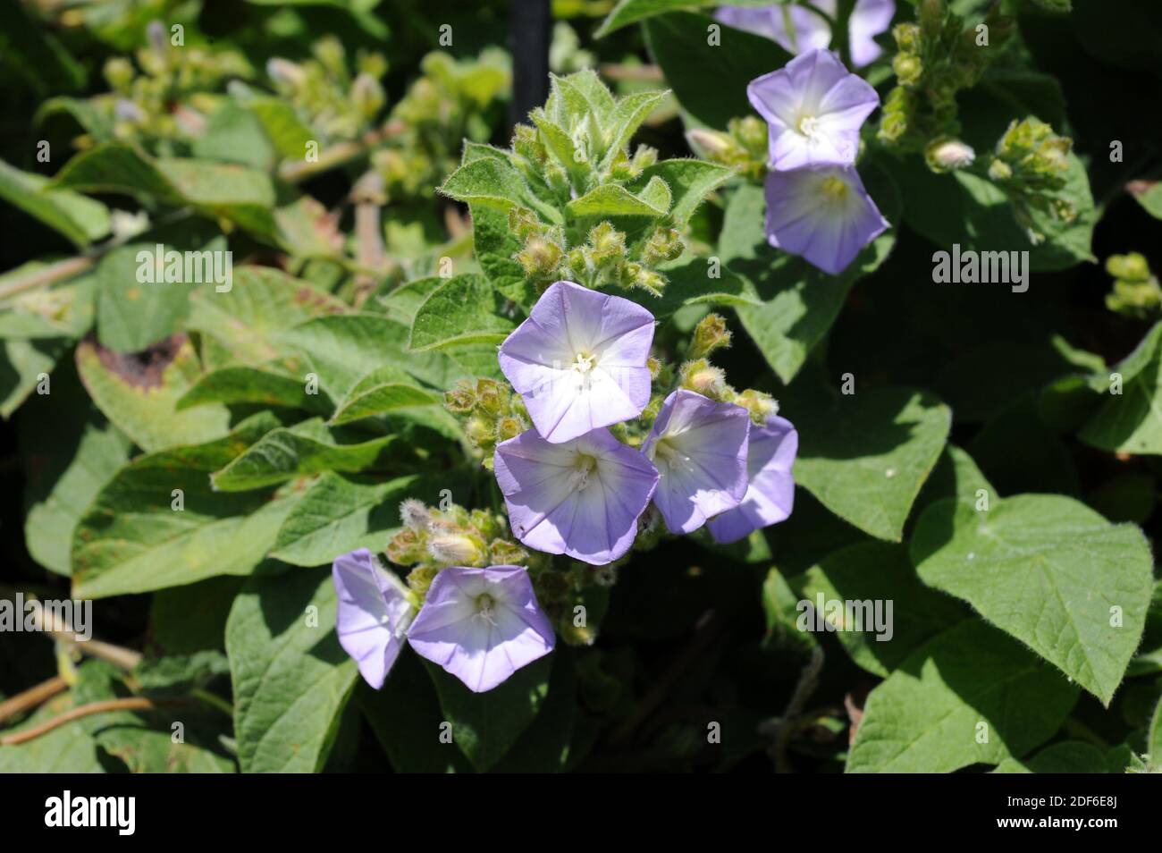 Liana or lianas -Fotos und -Bildmaterial in hoher Auflösung – Alamy