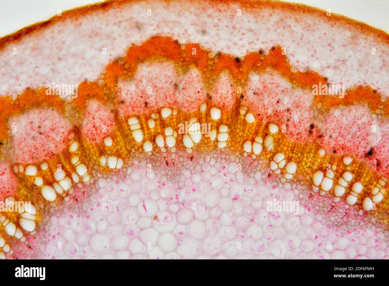 Xylem micrograph -Fotos und -Bildmaterial in hoher Auflösung – Alamy