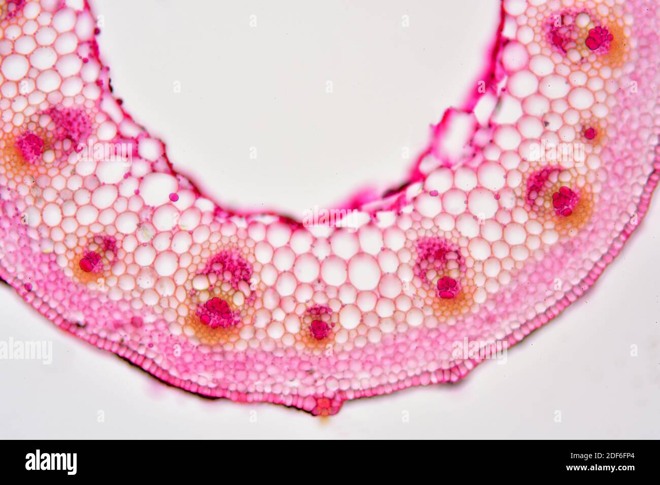 Stem cross section micrograph -Fotos und -Bildmaterial in hoher ...