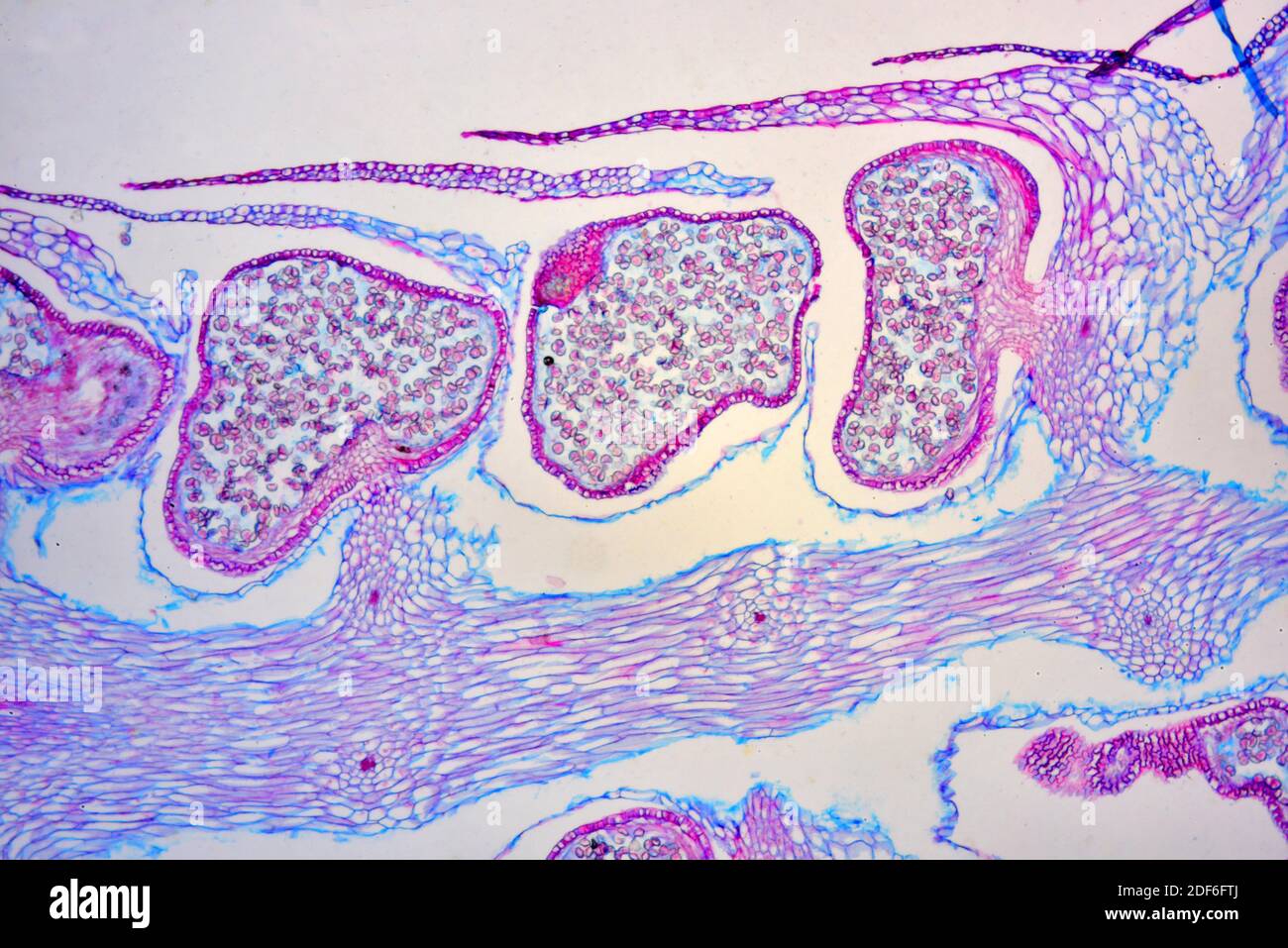 Mit sporophyllen -Fotos und -Bildmaterial in hoher Auflösung – Alamy
