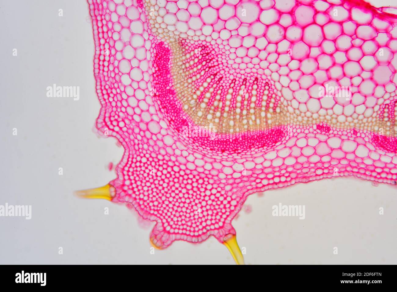 Cross Section Plant Stem Phloem Xylem Stockfotos und -bilder Kaufen - Alamy