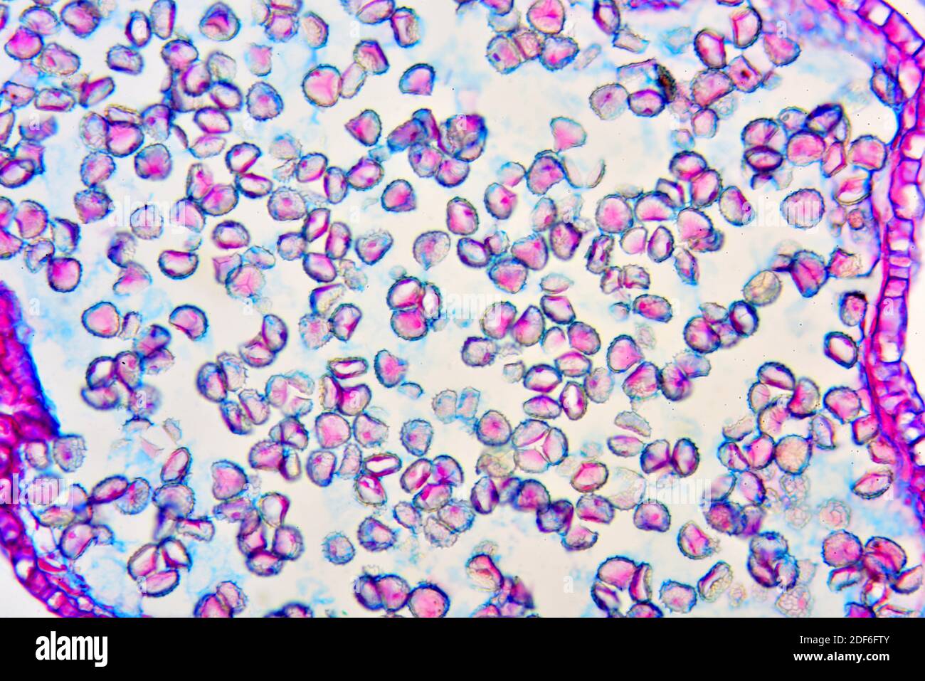 Spores reproduction -Fotos und -Bildmaterial in hoher Auflösung – Alamy