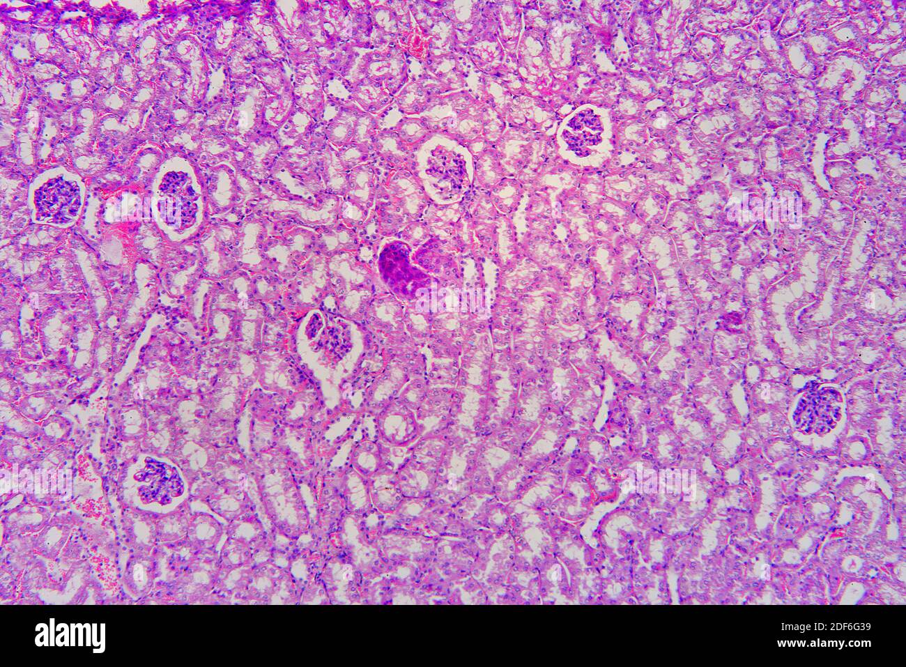 Nieren Nephron Stockfotos und -bilder Kaufen - Alamy