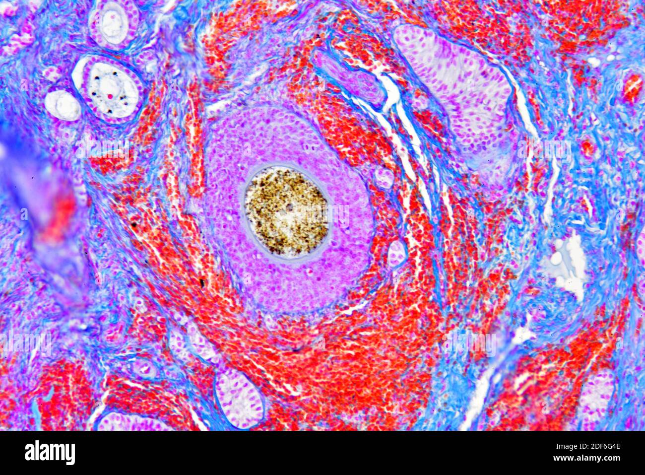 Human ovum micrograph Stockfotos und -bilder Kaufen - Alamy