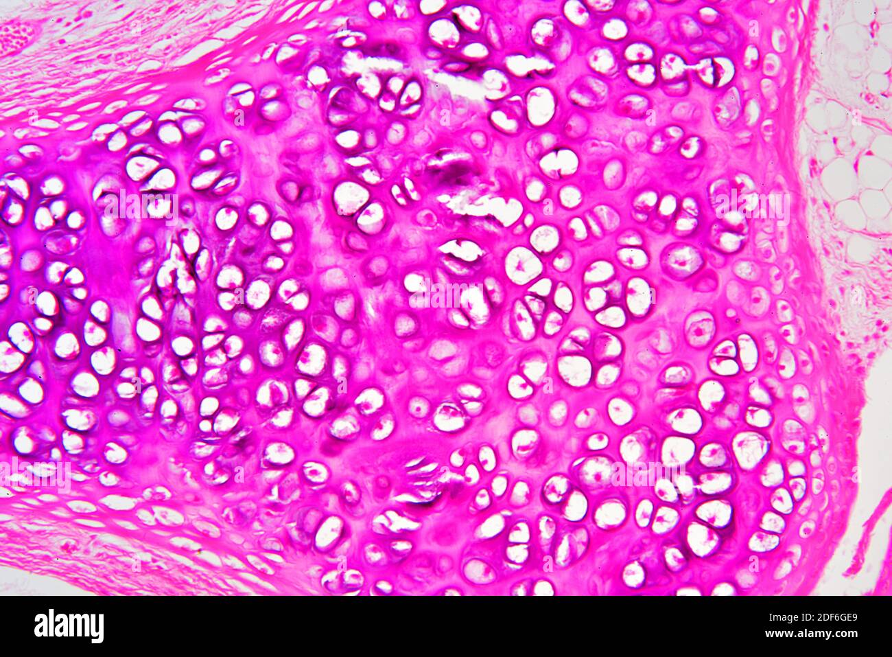Hyaline cartilage tissue -Fotos und -Bildmaterial in hoher Auflösung ...