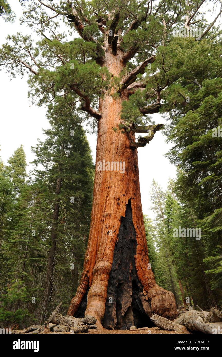 Großer baum -Fotos und -Bildmaterial in hoher Auflösung – Alamy