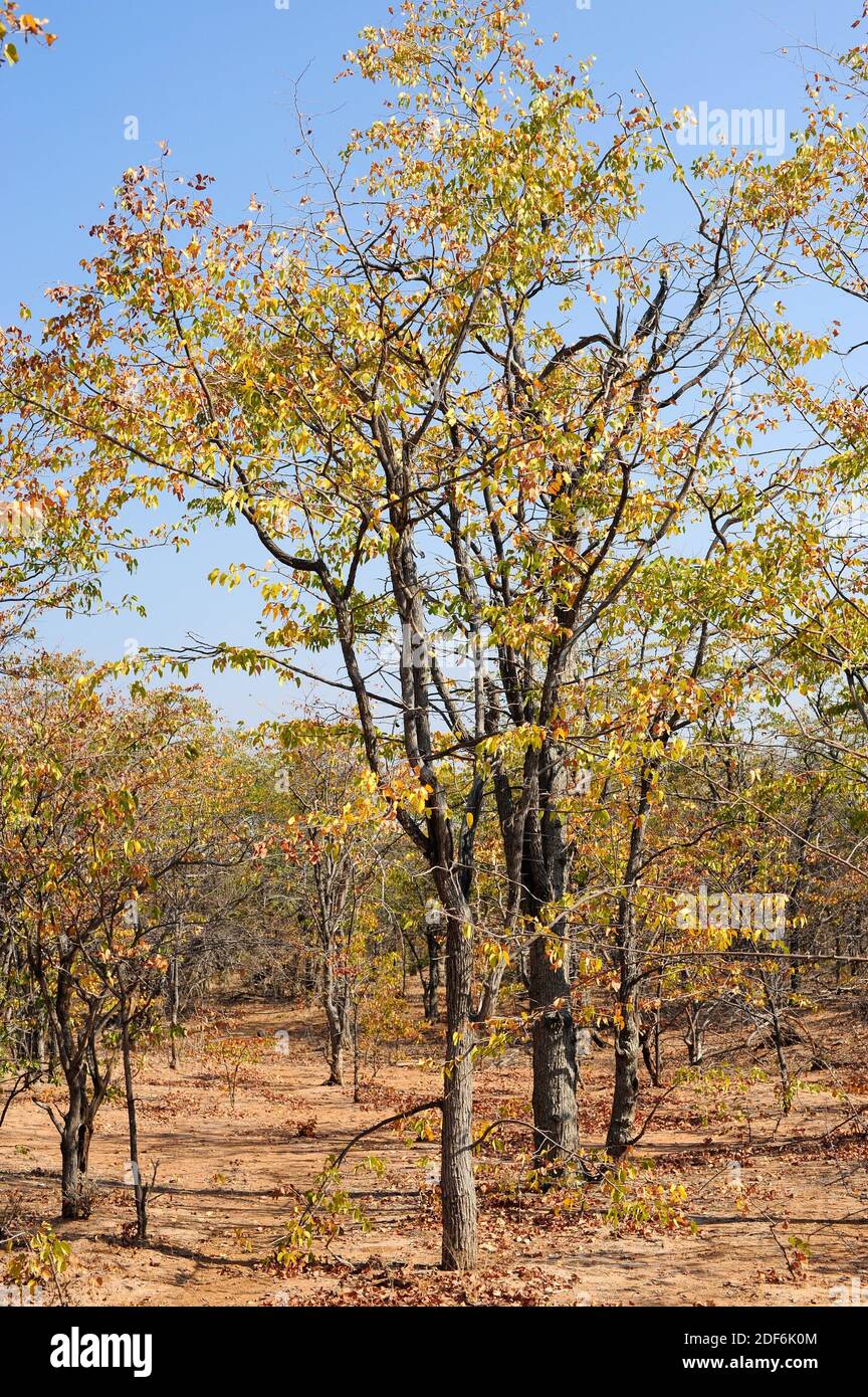 Mopane Tree Africa Stockfotos und -bilder Kaufen - Alamy