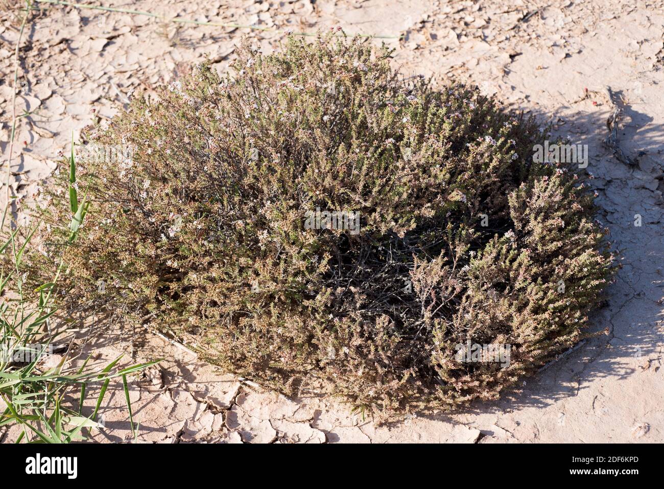 Tomillo sapero (Frankenia corymbosa) ist ein kleiner Strauch, der im ...