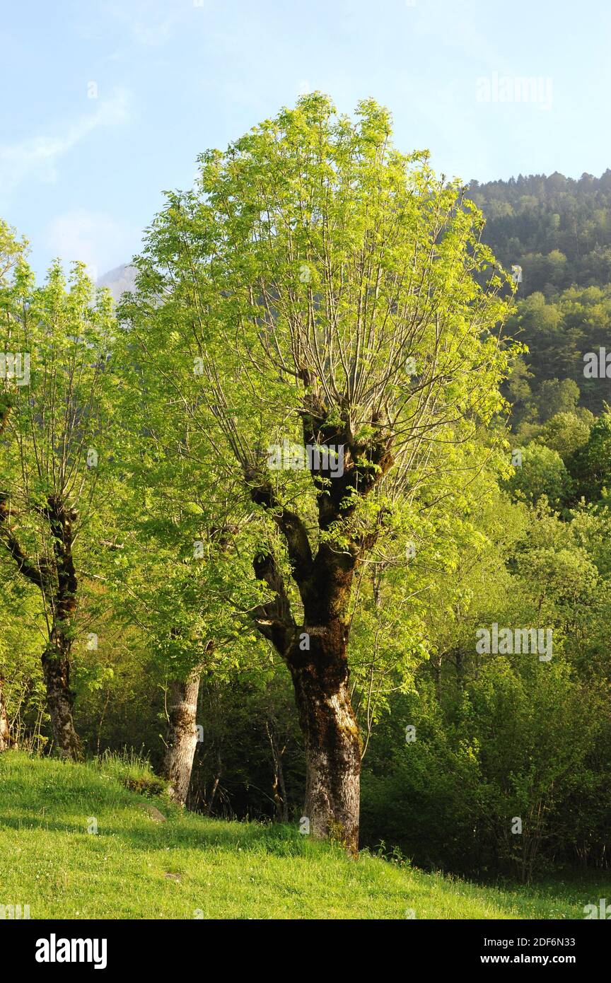 Europäische Esche (Fraxinus excelsior) ist ein Laubbaum, der in Europa ...