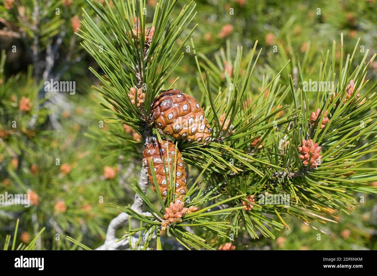 Aleppo-Kiefer (Pinus halepensis) ist ein Nadelbaum, der im ...