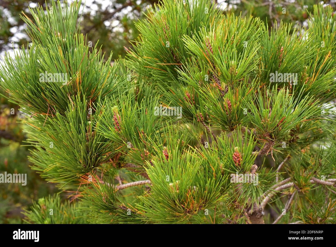 Male pine tree flower pine -Fotos und -Bildmaterial in hoher Auflösung ...